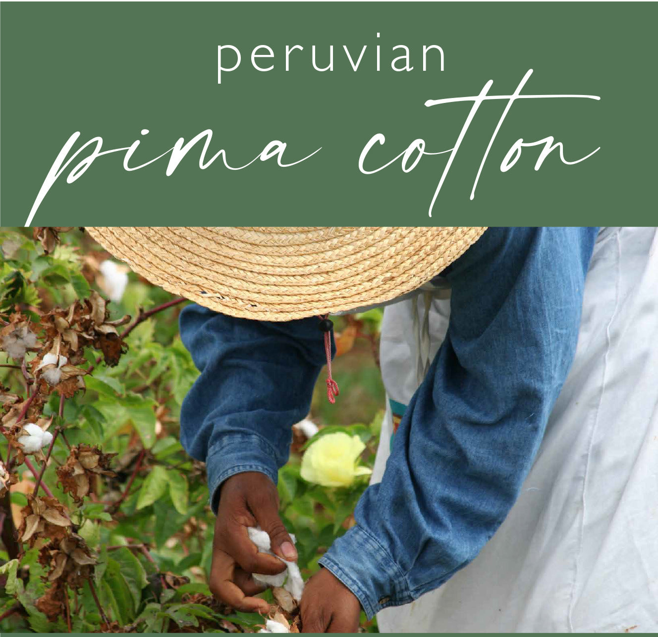About our products: Pima cotton – Peruvian Connection